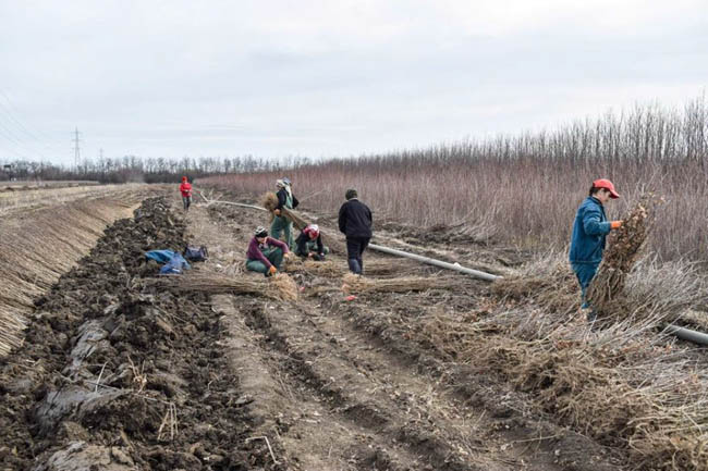 FOTO | Împăduriri integrale în această primăvară pe mai multe hectare ...